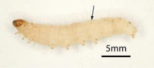 Mottenlarven & Gespinste - Lebensmittel- & Kleidermottenbefall erkennen