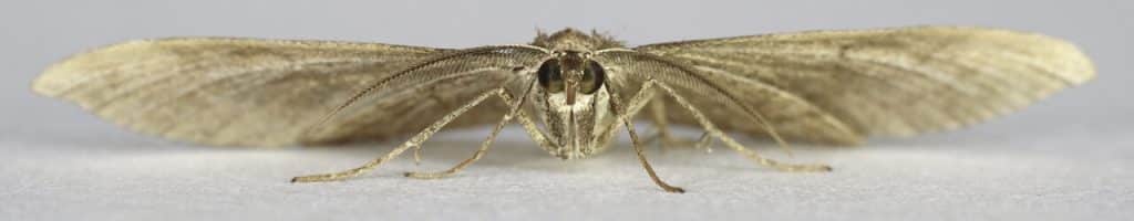 Kleidermotten und Larven erkennen und loswerden