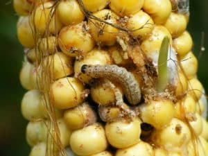 Lebensmittelmotten und Larven erkennen und bekämpfen
