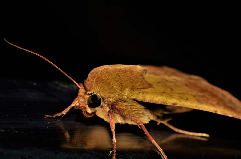 Mottenarten in Deutschland und Europa - Welche Arten gibt es?