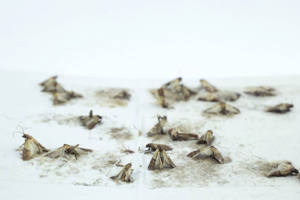 Motten in der Küche - Woher sie kommen und wie man sie vertreibt!