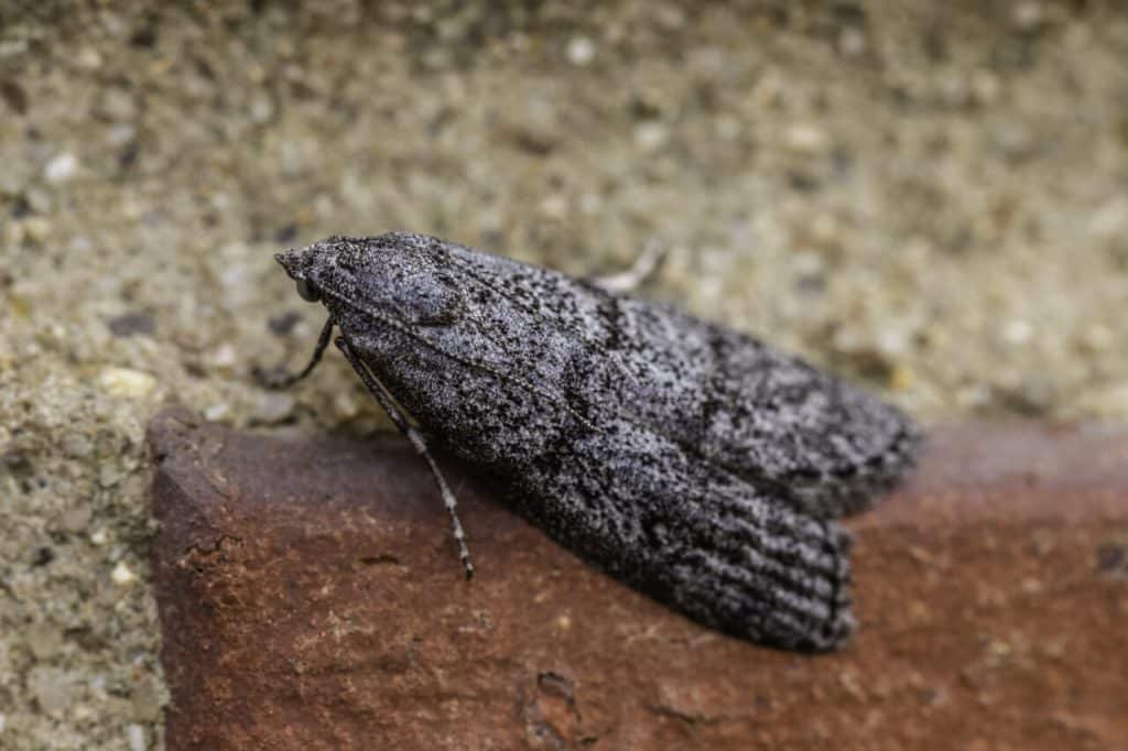 Mottenarten in Deutschland und Europa - Welche Arten gibt es?